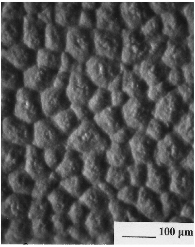 Convective Flow and Related Defects — American Coatings Association